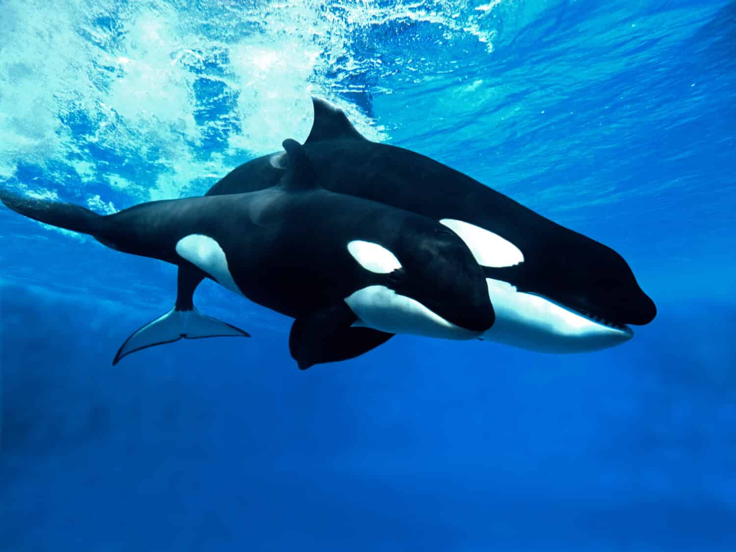 Killer Whale Communication: Mimicking Human Speech and Haunting Ocean Calls