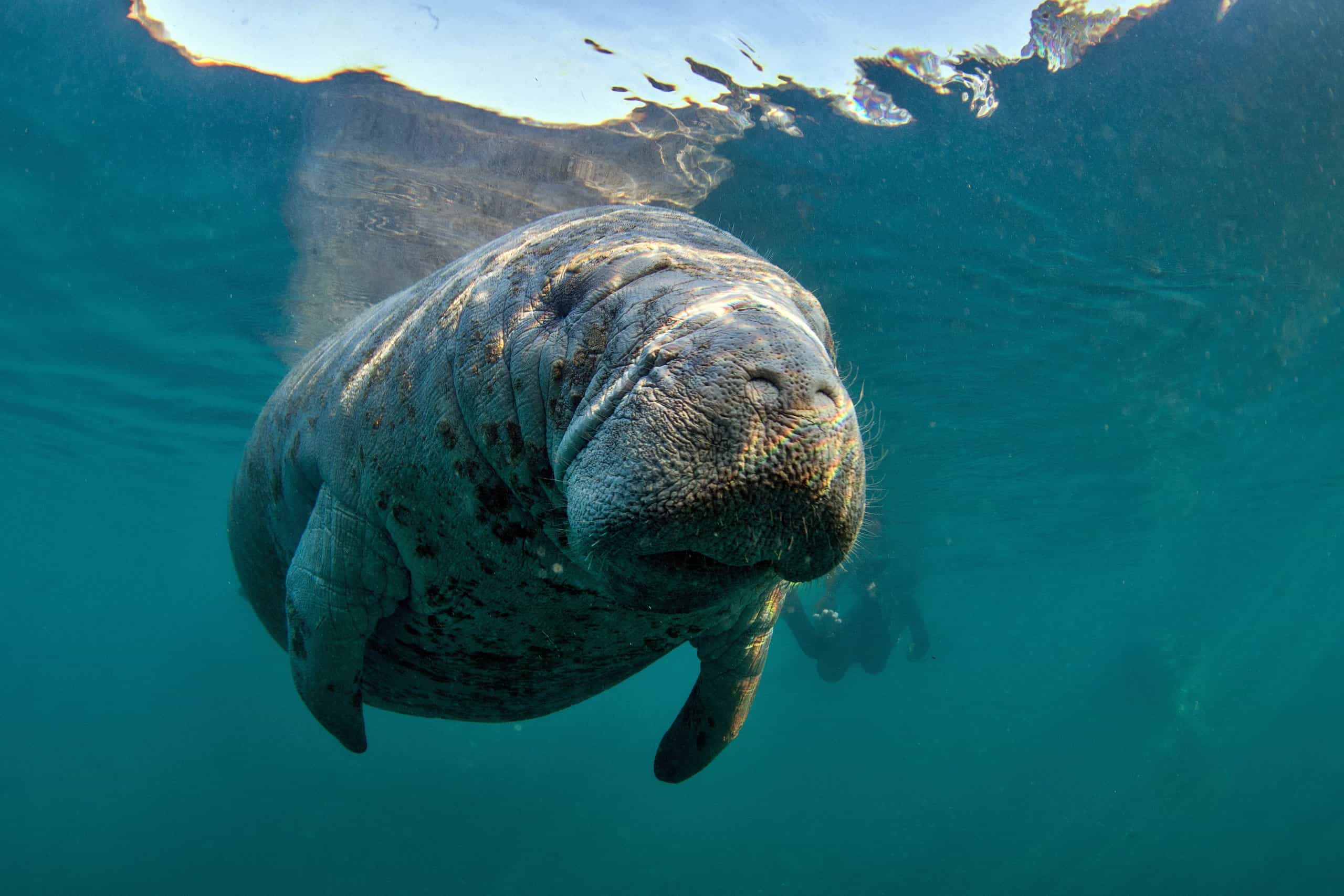 Meet Sara, the Supersized Florida Manatee That Weighs More Than a ...