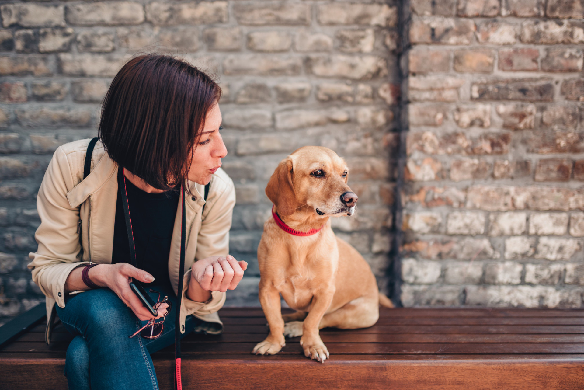 Common human behaviors that dogs dislike