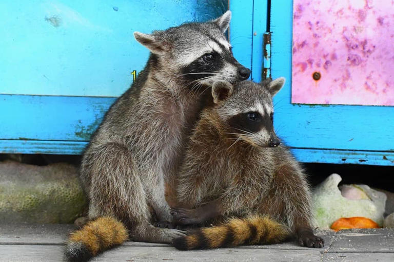 The World’s Most Endangered Animals in 2025 — and What’s Being Done to ...