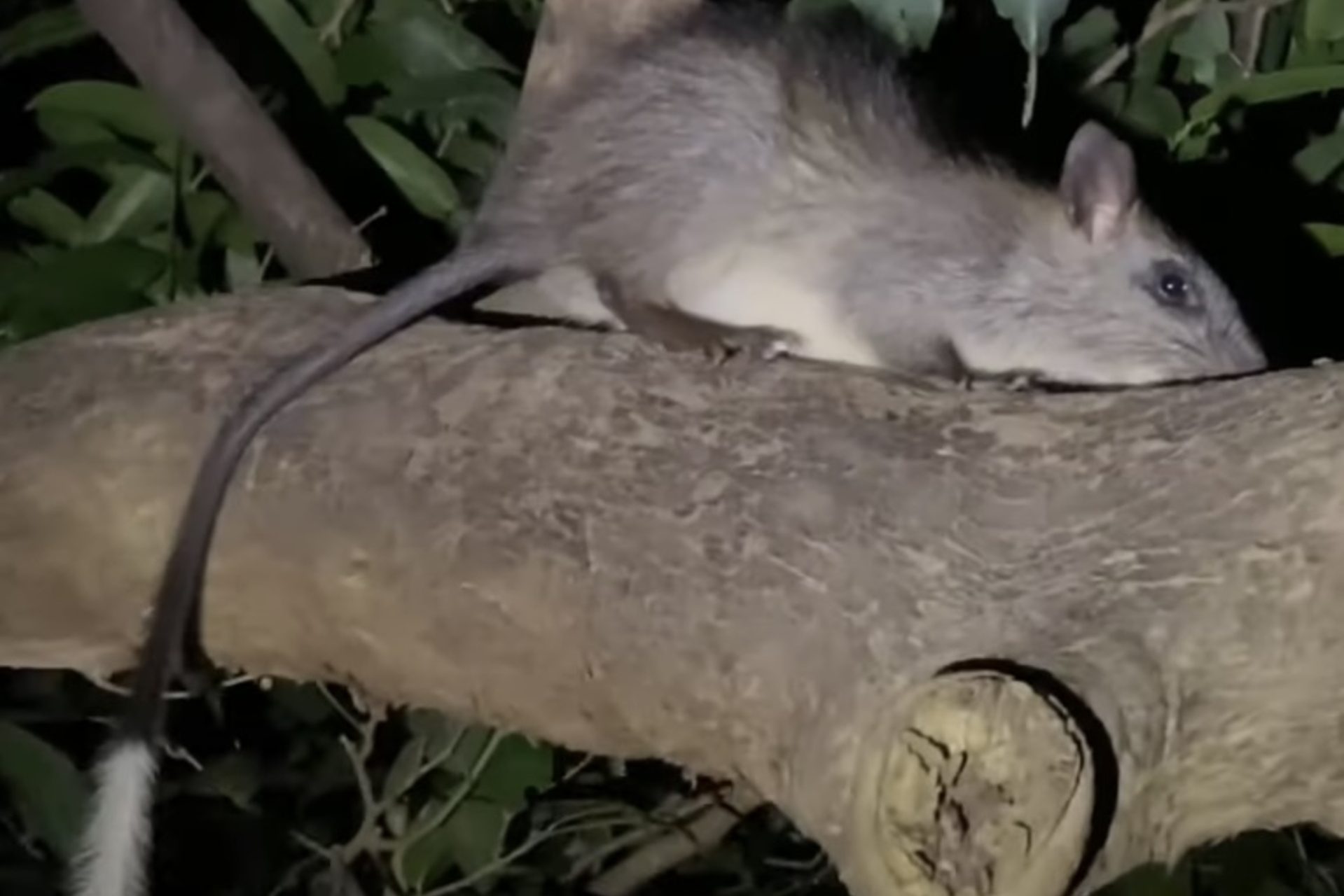 Animals that were thought extinct but made a reappearance