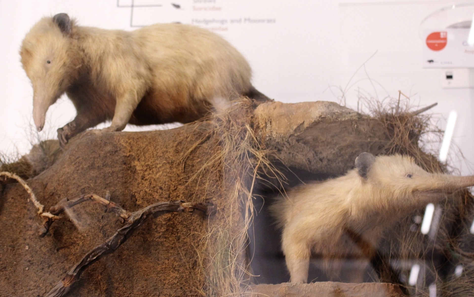 Animals that were thought extinct but made a reappearance