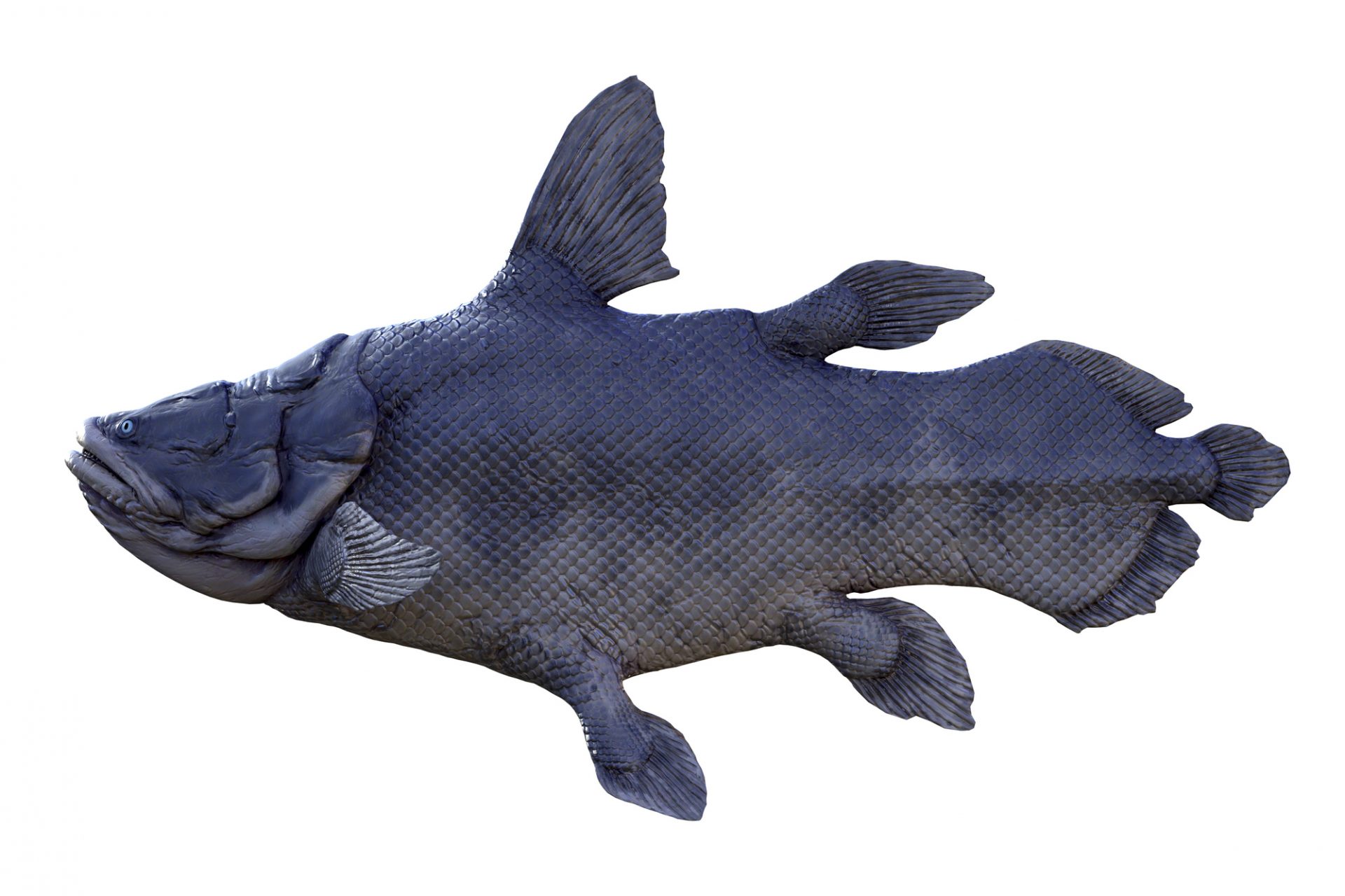 Animals that were thought extinct but made a reappearance