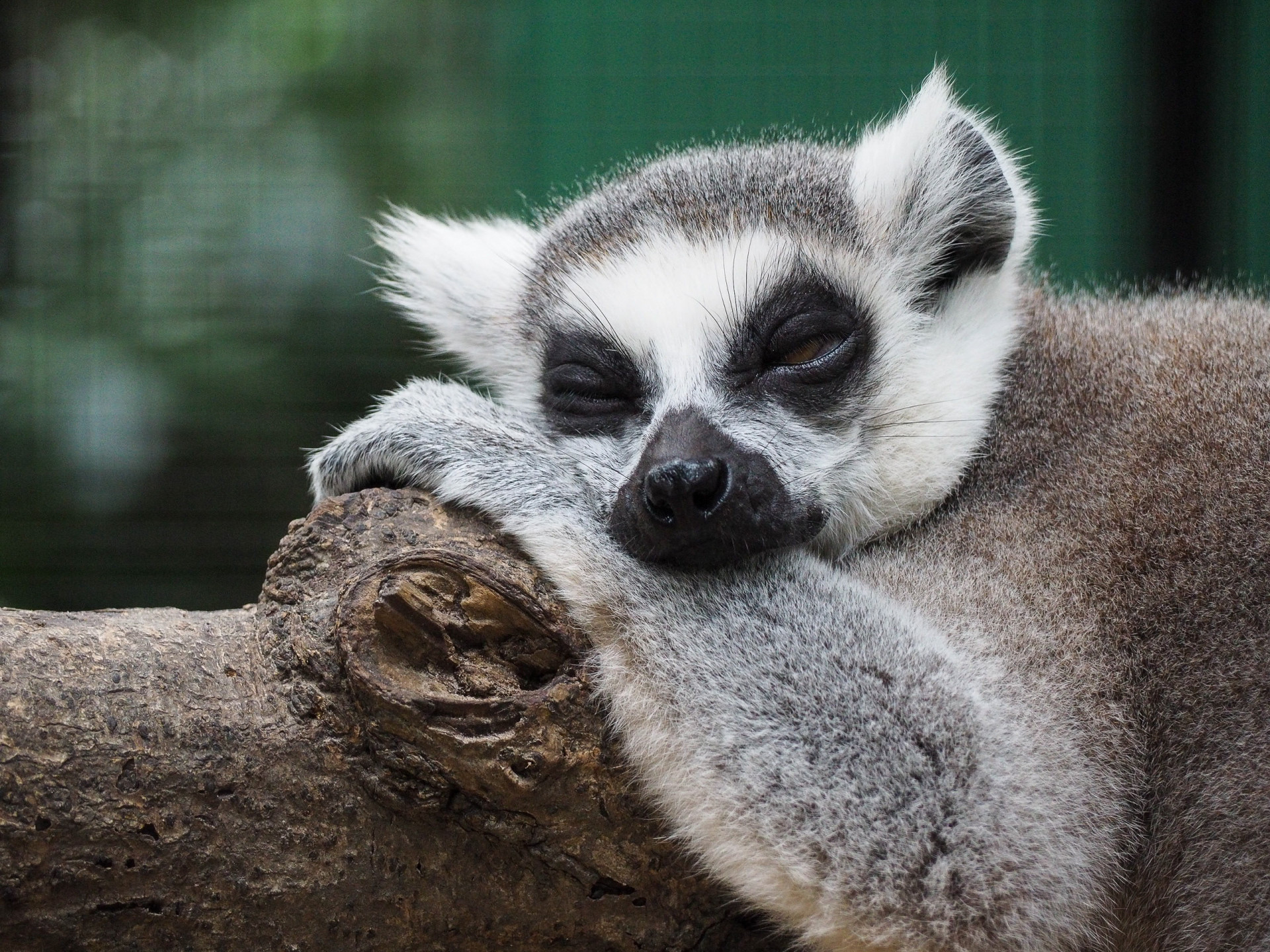 ¿Cómo combaten el calor los animales?
