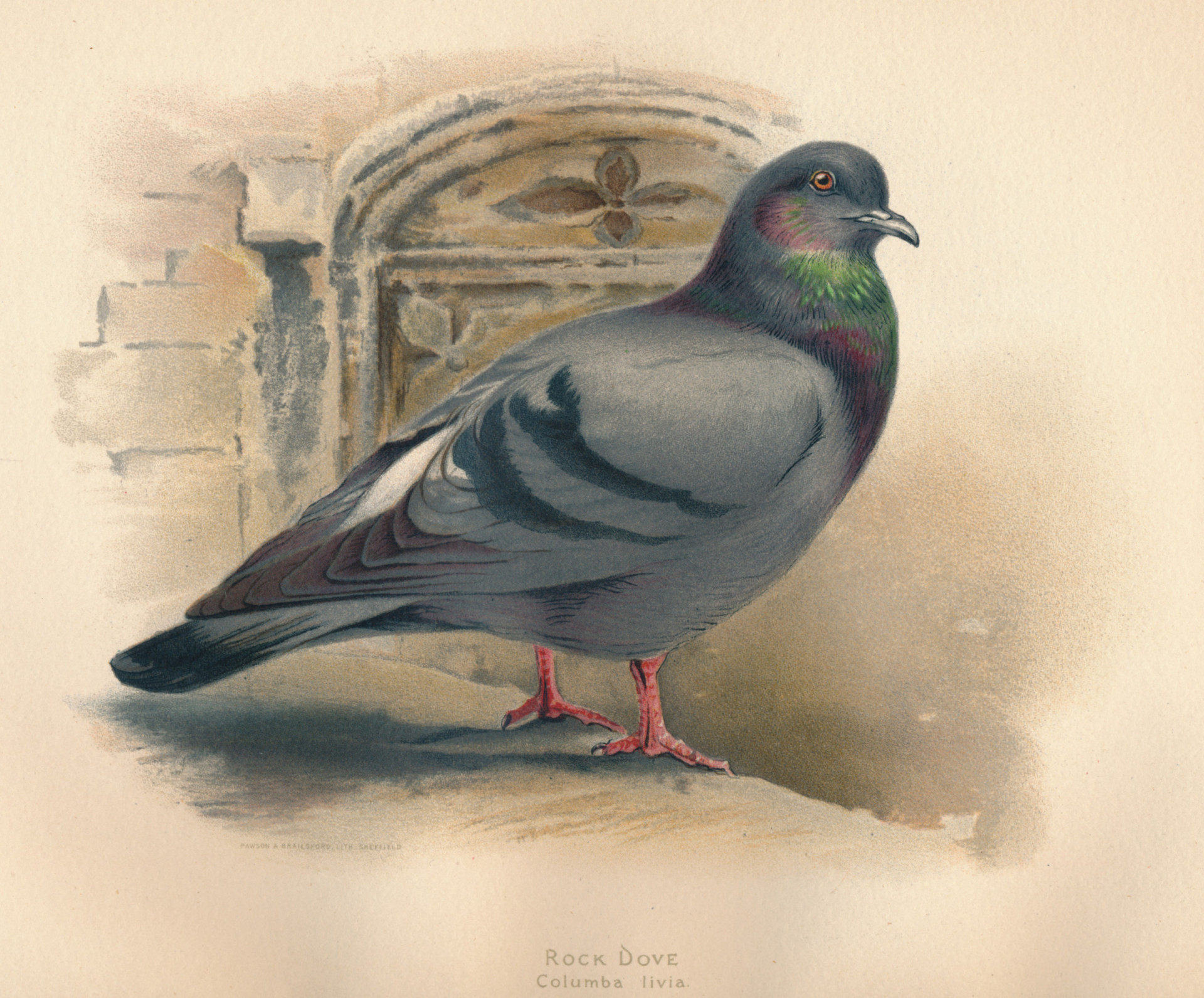 Why the pigeon is the world's most misunderstood bird