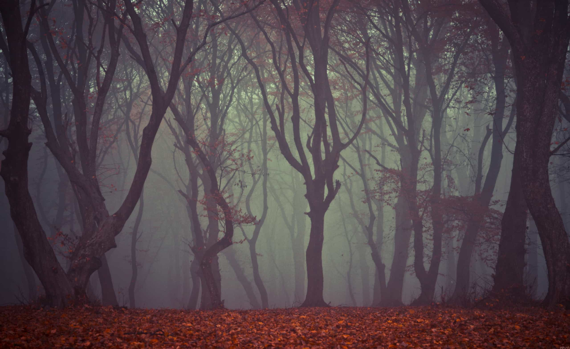 Balade dans les forêts les plus majestueuses d'Europe