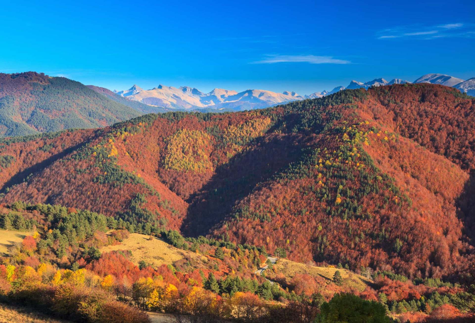 Balade dans les forêts les plus majestueuses d'Europe