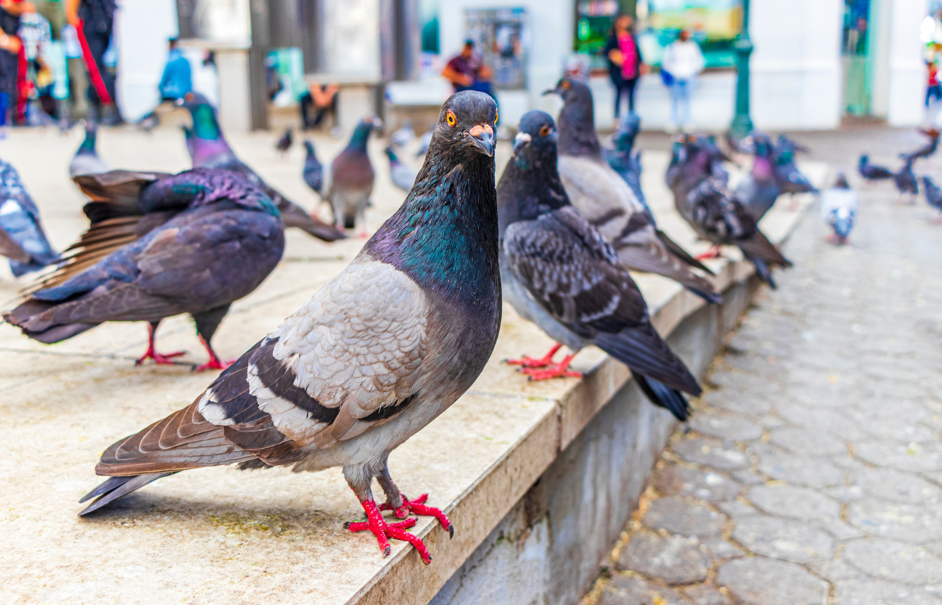 Why the pigeon is the world's most misunderstood bird