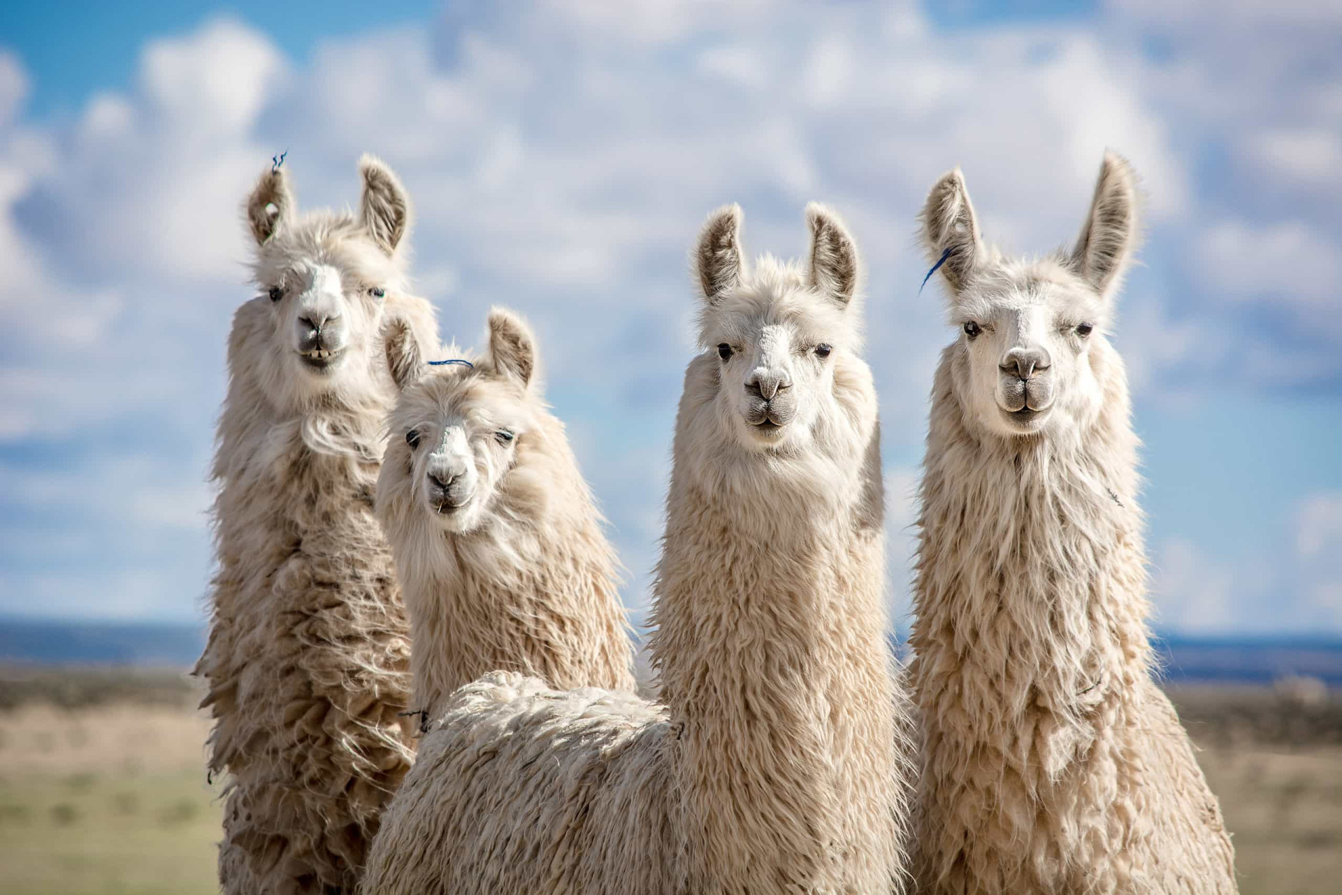 Ce que vous ignorez sans doute au sujet des lamas