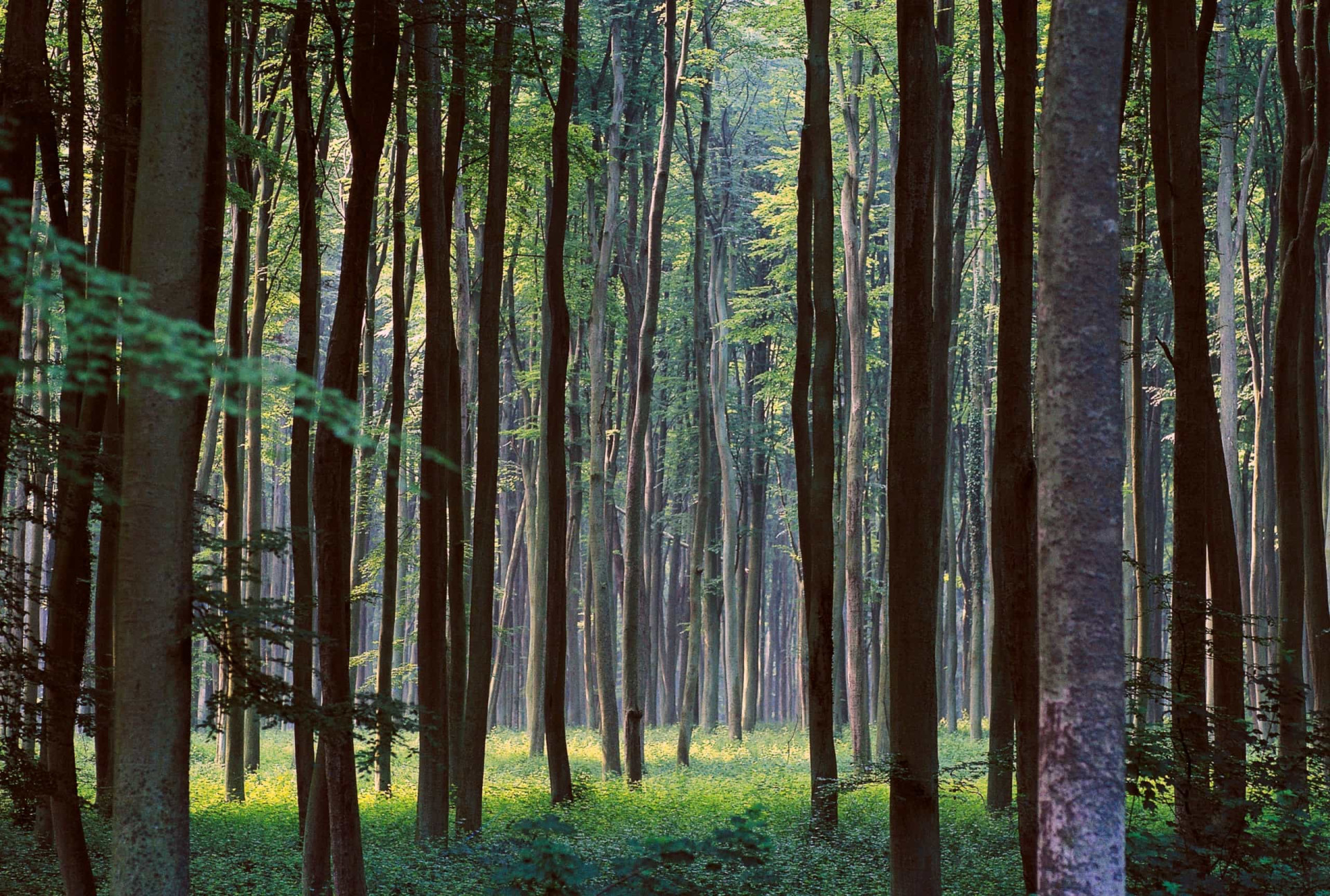 Balade dans les forêts les plus majestueuses d'Europe