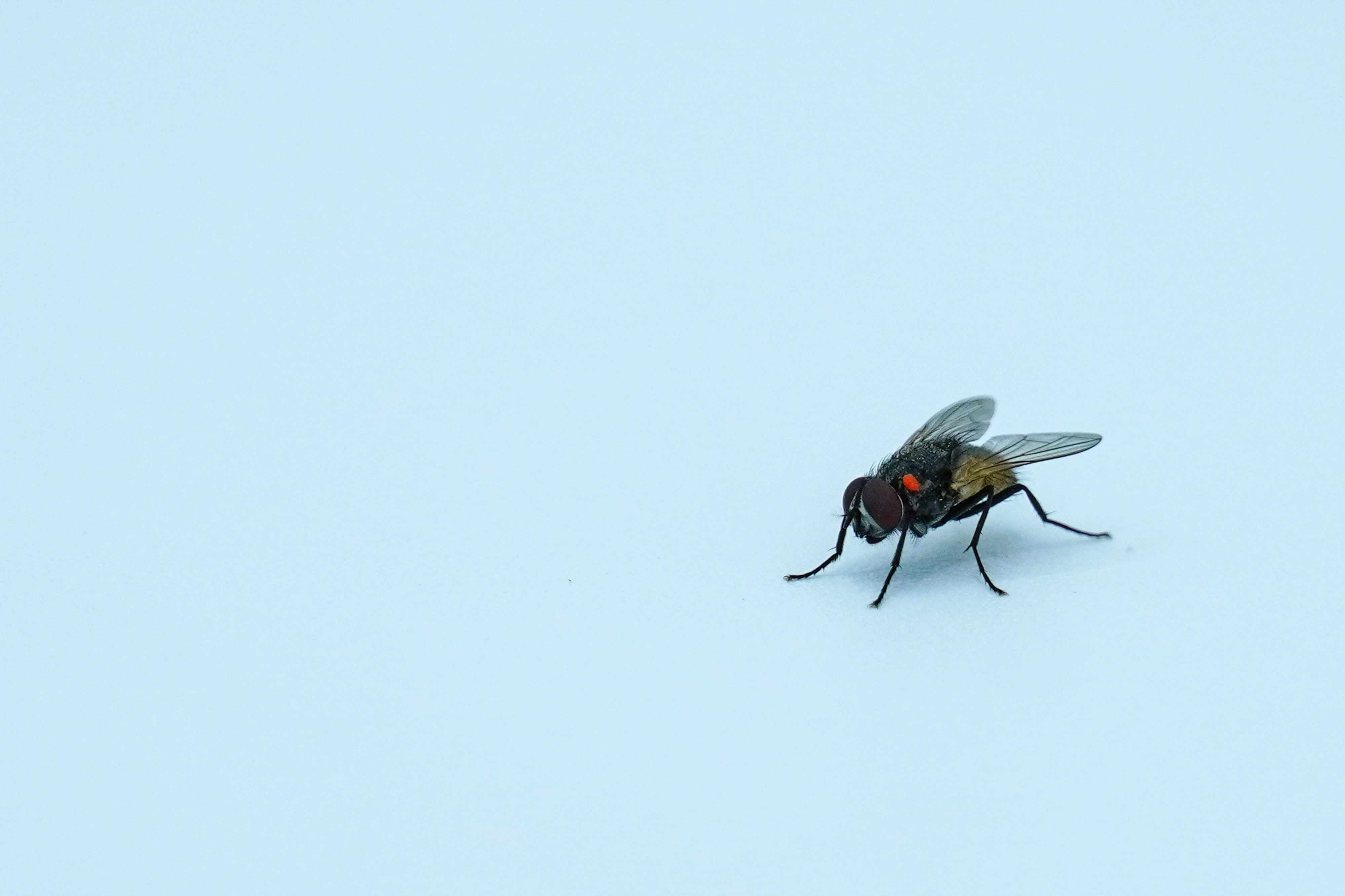 How to Get Rid of House Flies and Prevent a Pest Infestation