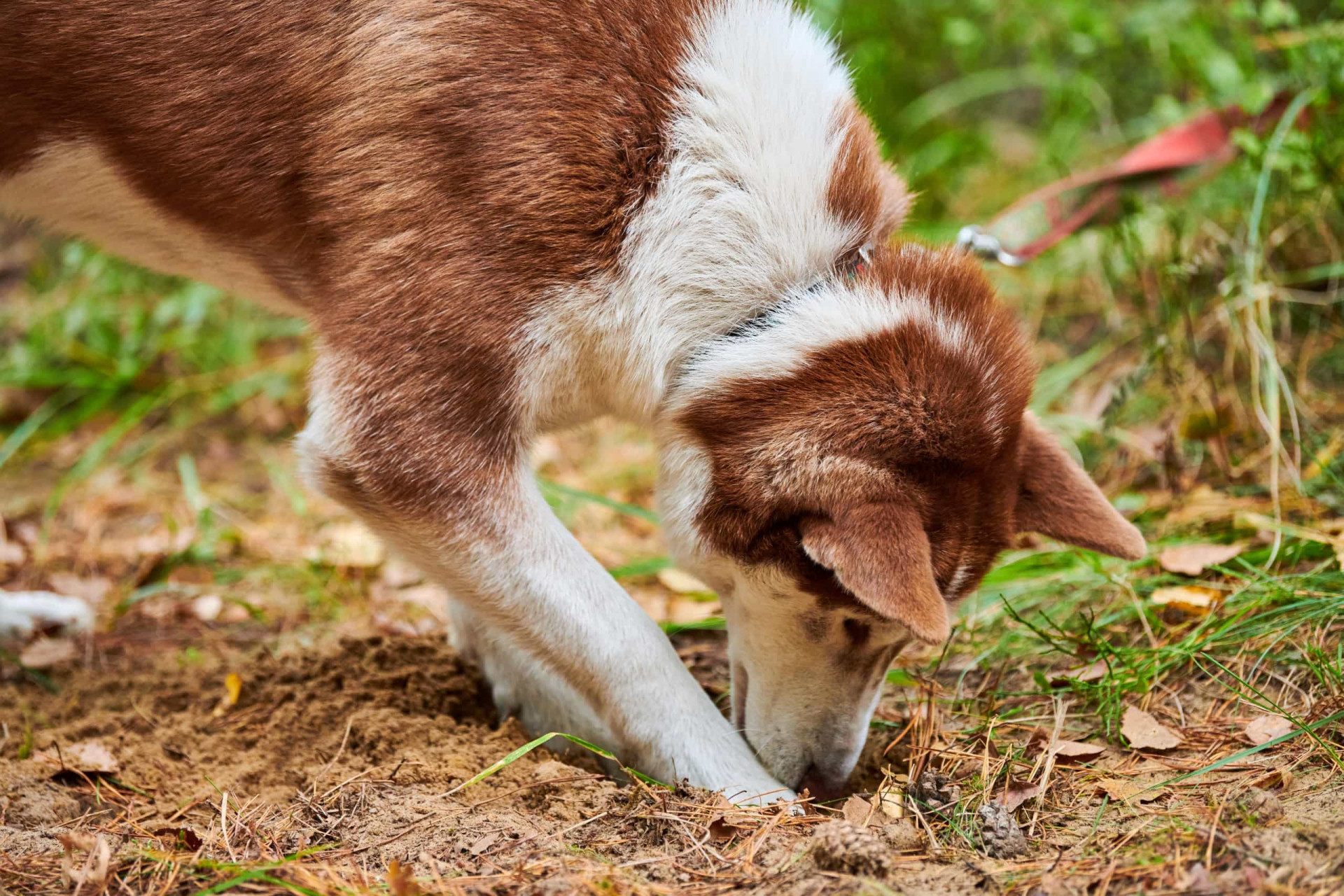 How animals contribute to the Earth's ecosystems