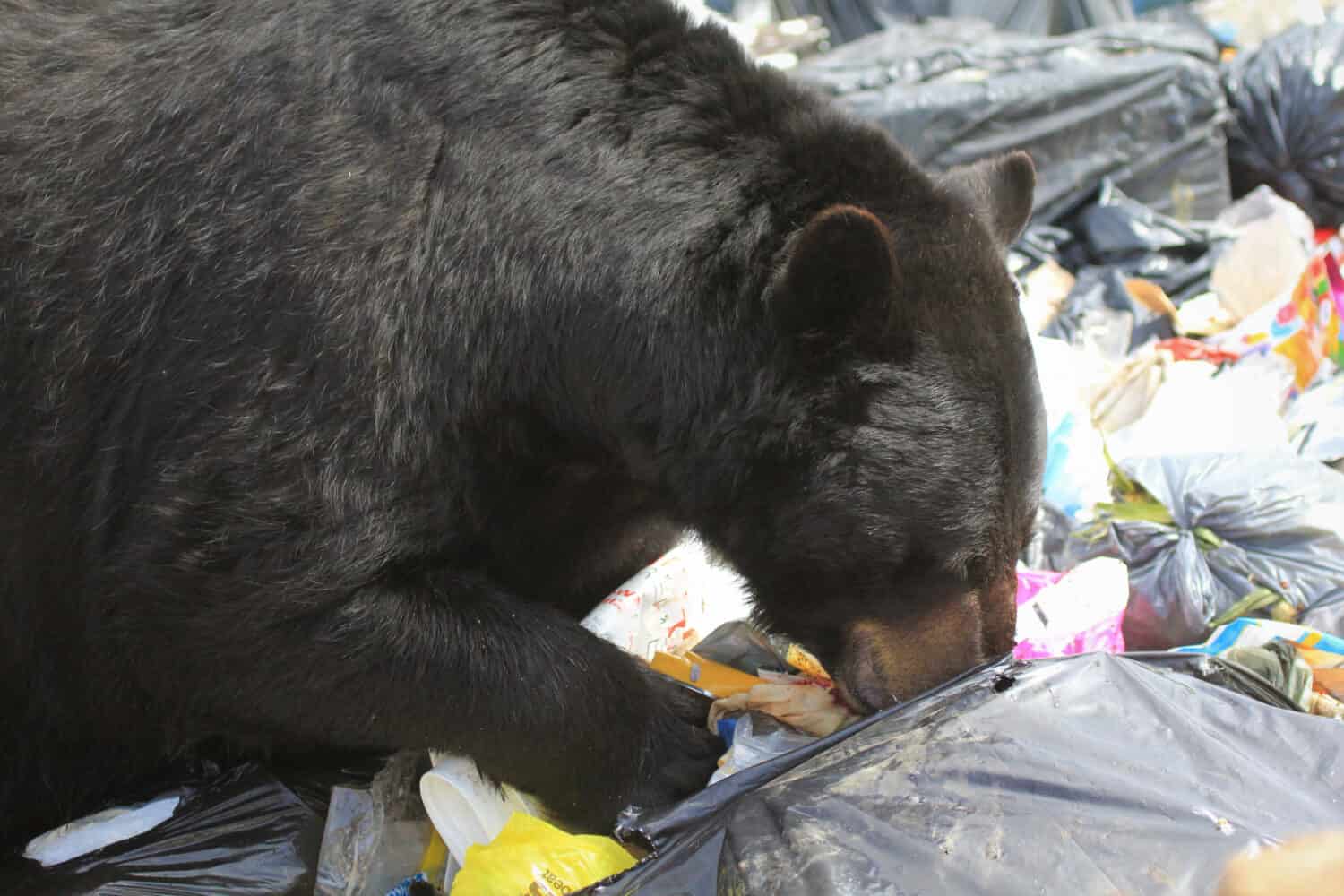 The 4 Most Effective Ways to Bear-Proof Your Trash Cans