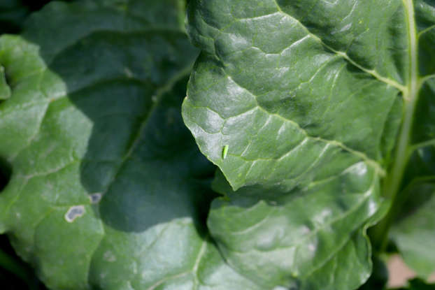 The immediate importance of magnesium in your diet The immediate importance of magnesium in your diet
