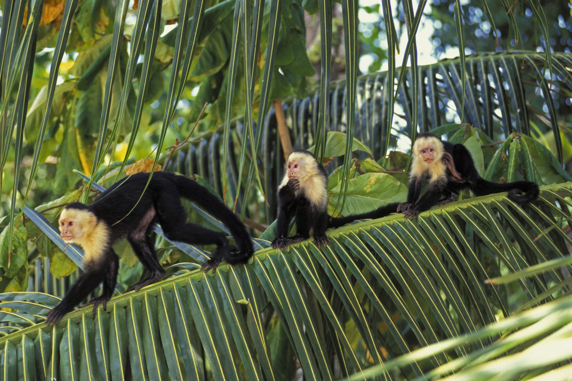 This is what happened when Yale scientists introduced money to monkeys