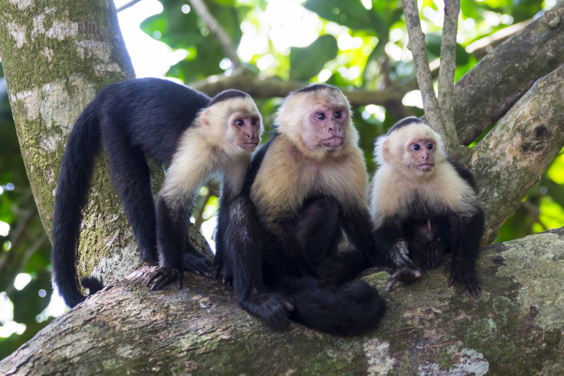 Scientists introduced money to monkeys: This is what they learned