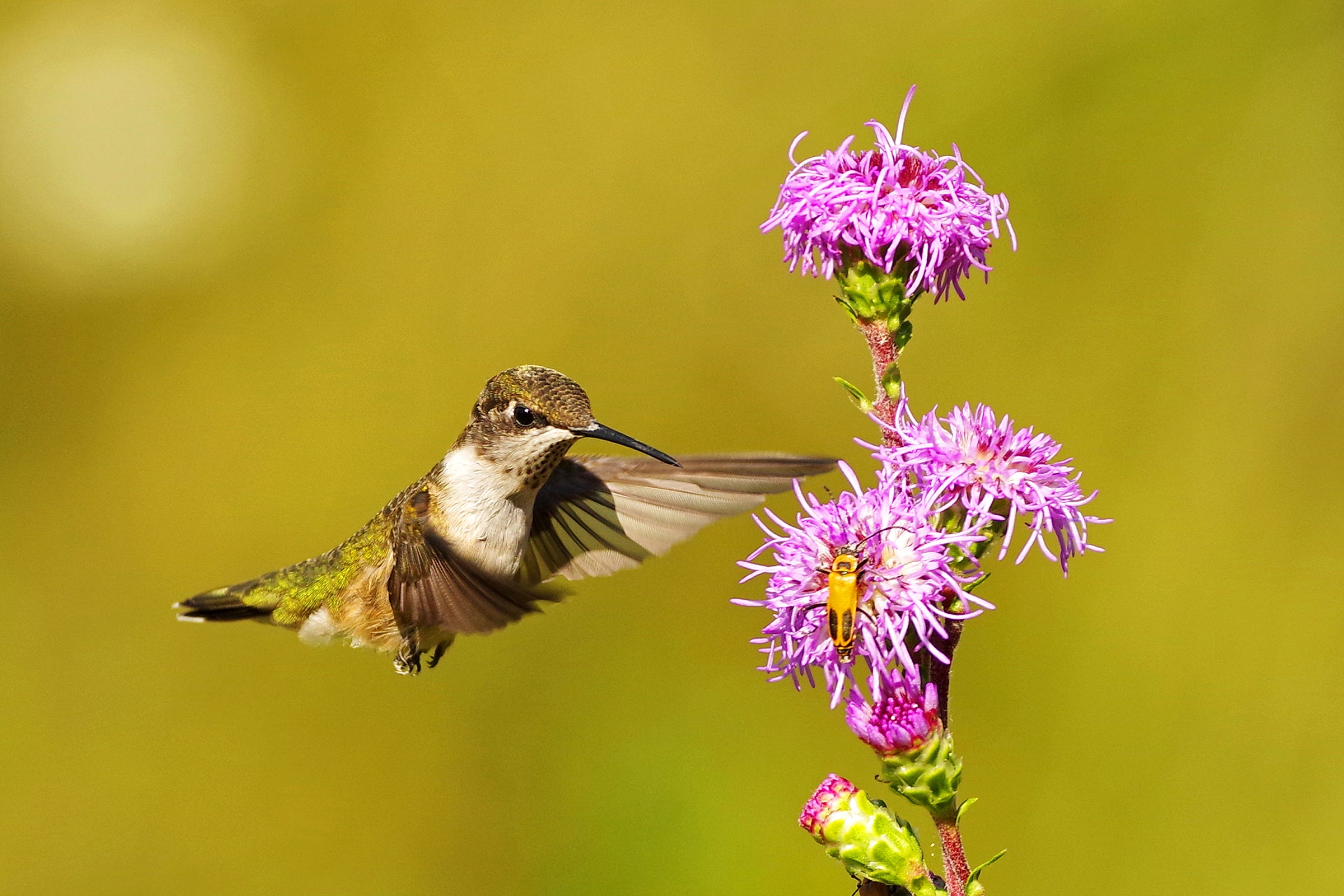 Hummingbirds in 8+ Georgia cities. What to know about 2026 migration