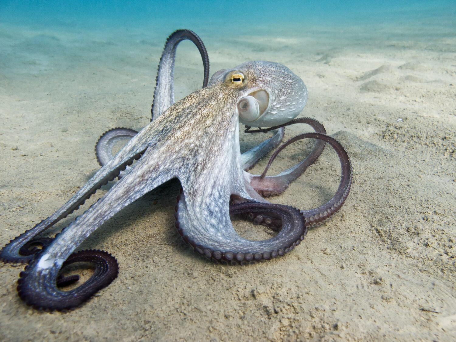 21 Types of Fish to Avoid Eating