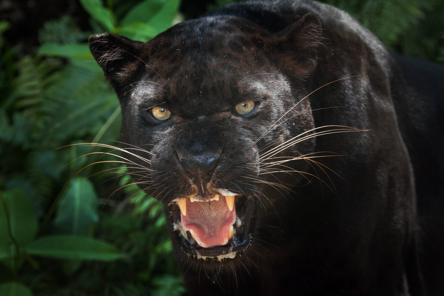 10 Interesting Facts About Panthers