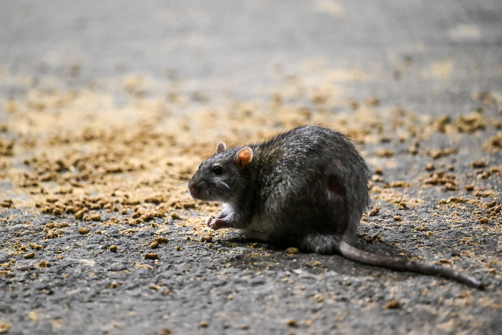 Want the authentic New York experience? Take a rat tour!