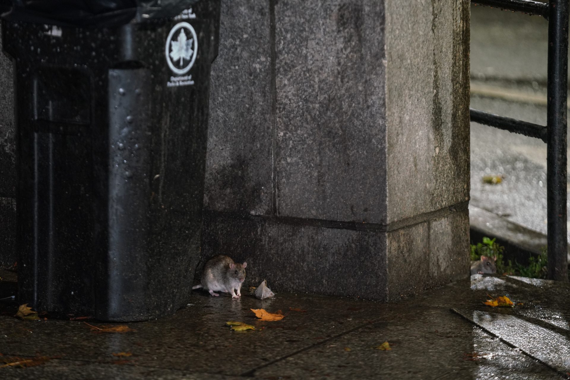 Want the authentic New York experience? Take a rat tour!