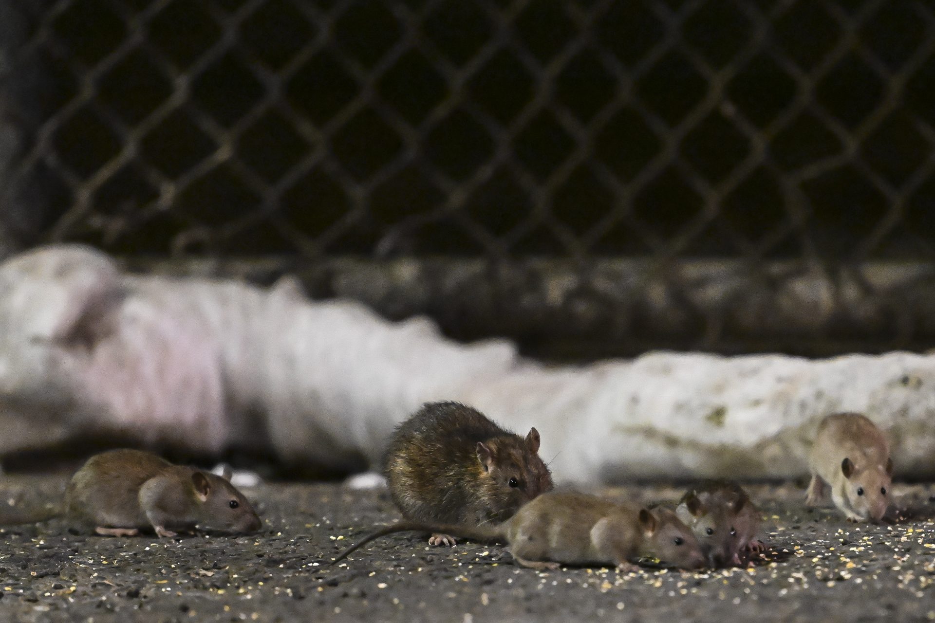 Want the authentic New York experience? Take a rat tour!