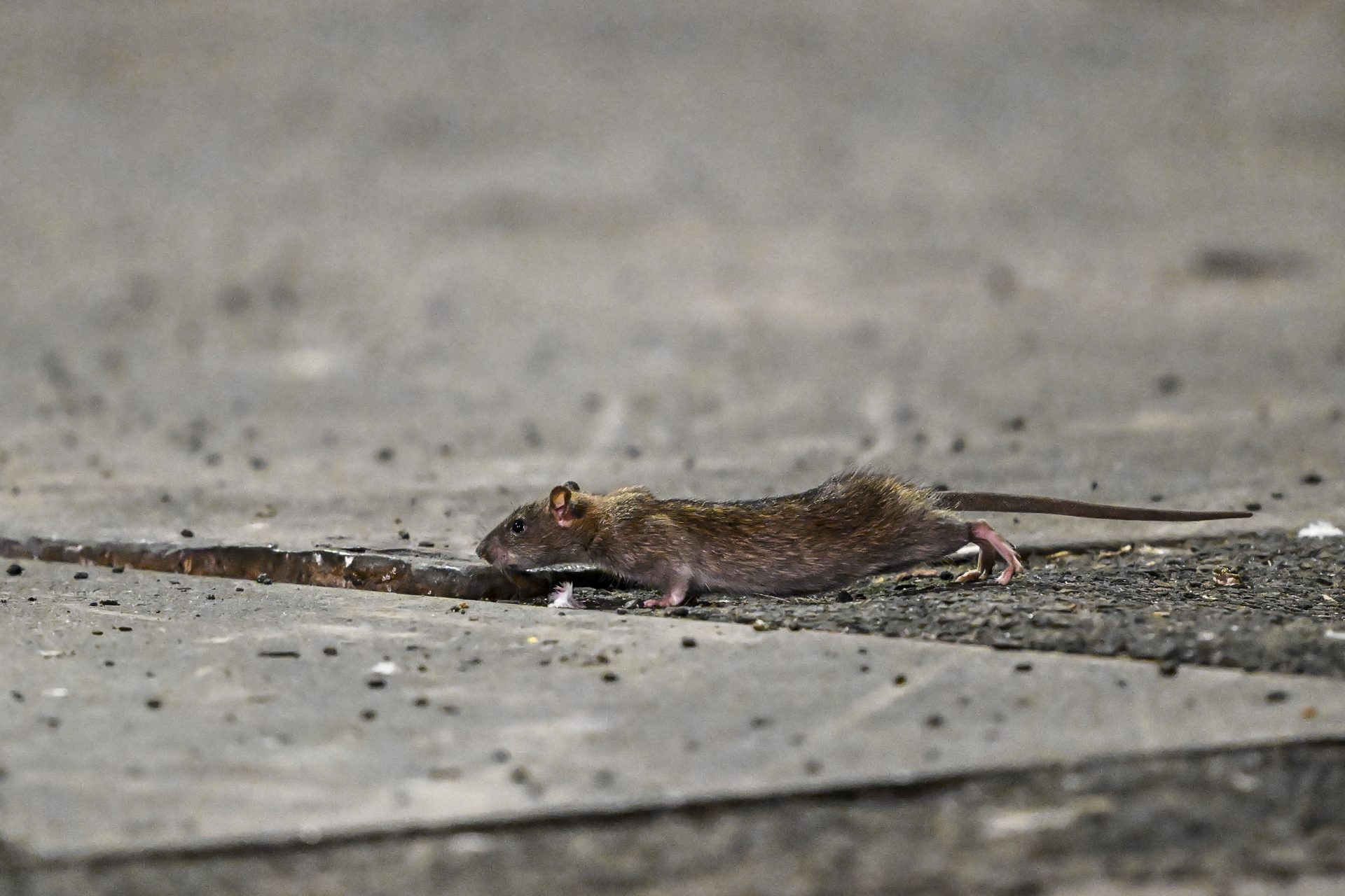 Want the authentic New York experience? Take a rat tour!