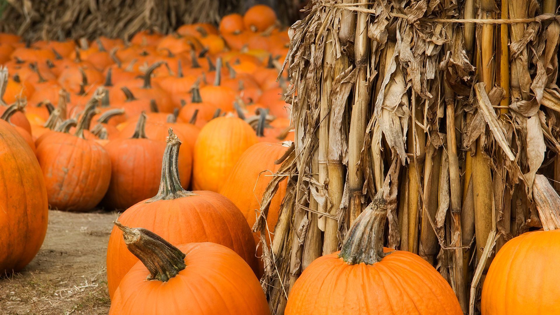 10 of the Best Pumpkin Patches in Maryland
