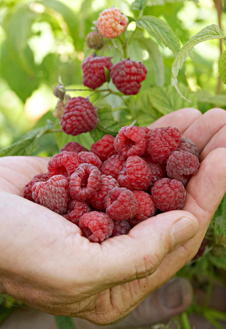 How to Grow Raspberries in Your Backyard