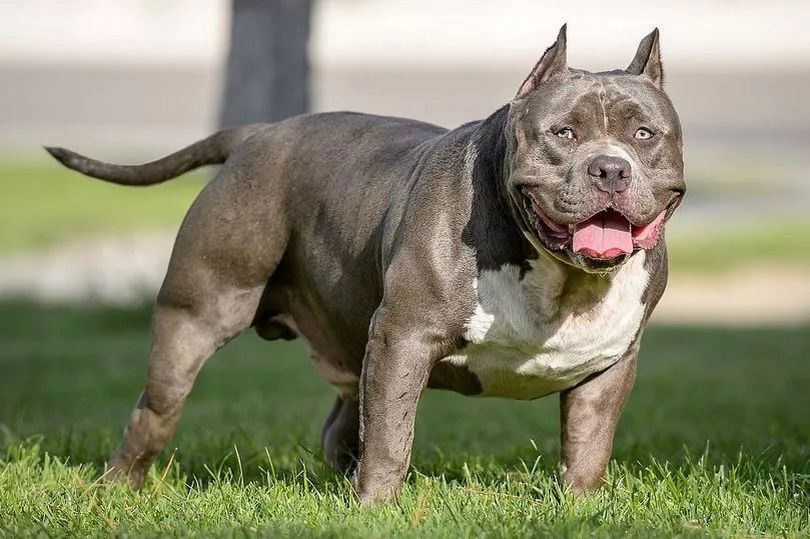 American XL Bully dogs: What happens if you own a banned breed? American XL Bully dogs: What happens if you own a banned breed?