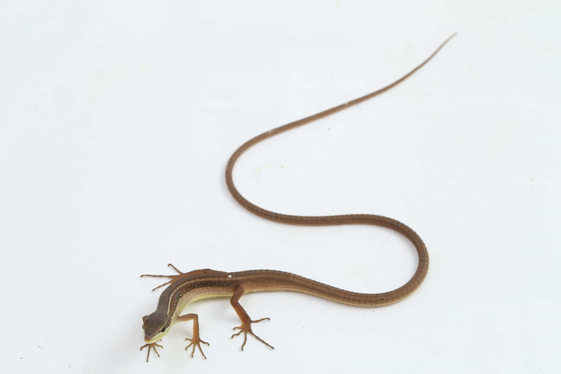 Wildtiere mit den längsten Schwänzen der Welt