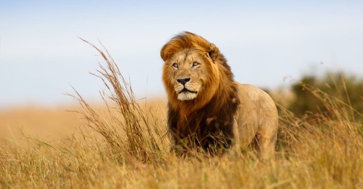 Dominate Lion Is Tired of Having His Sons Around and Banishes Them from ...