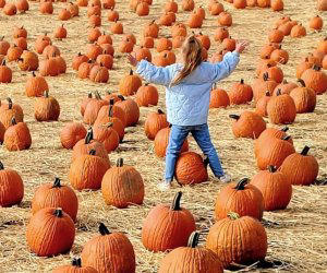 Best Pumpkin Patches Near Boston for Families in 2025