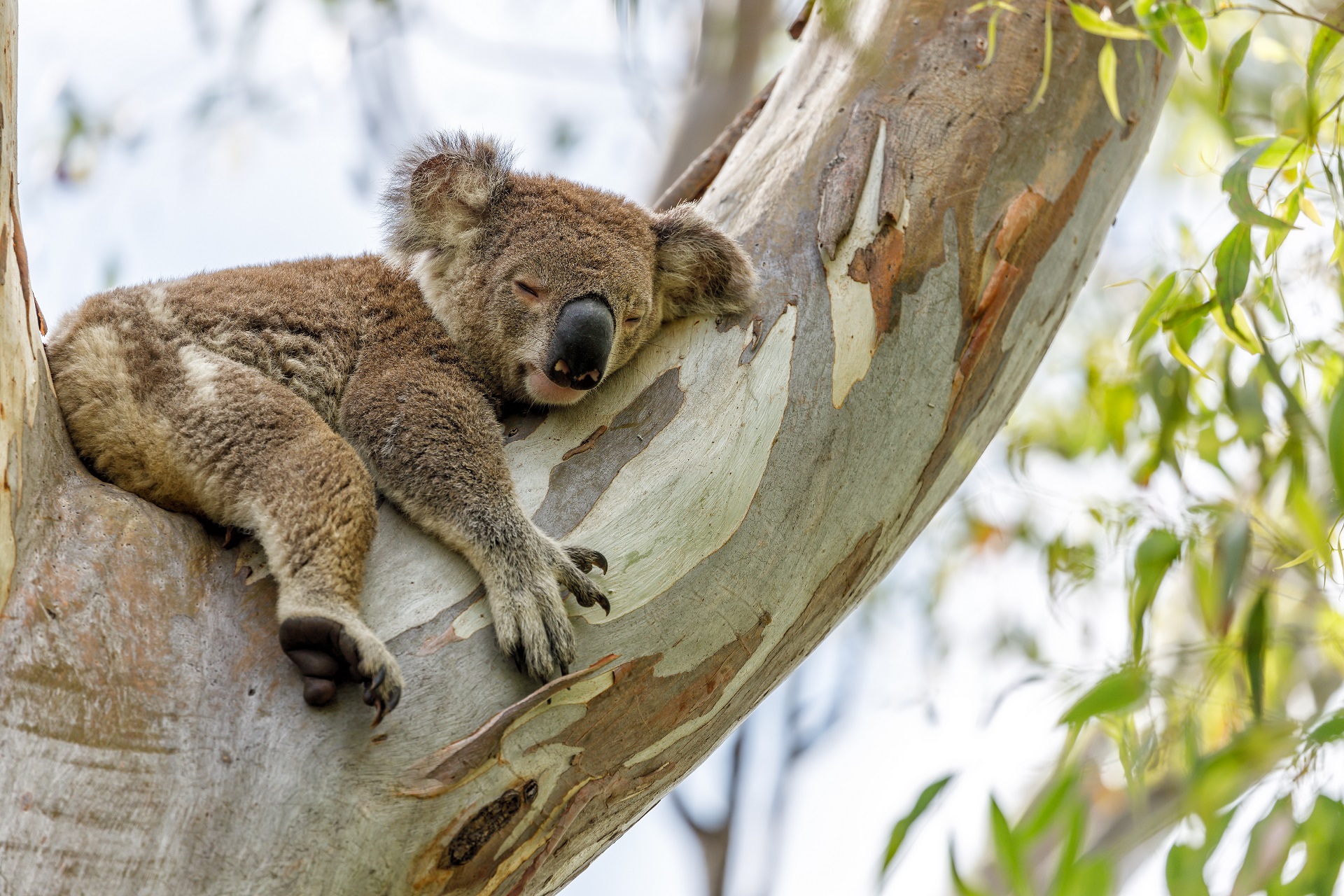 15 weird animal facts that will change the way you see nature