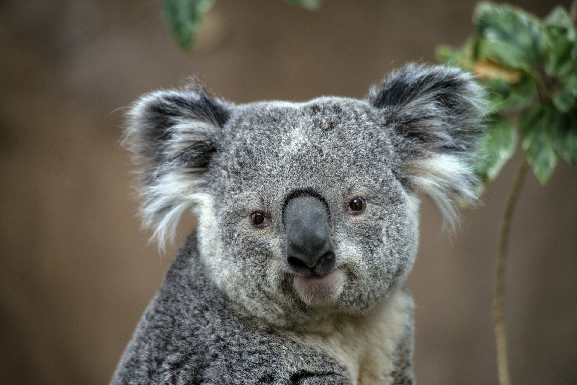 These adorable animals hide a dangerous side