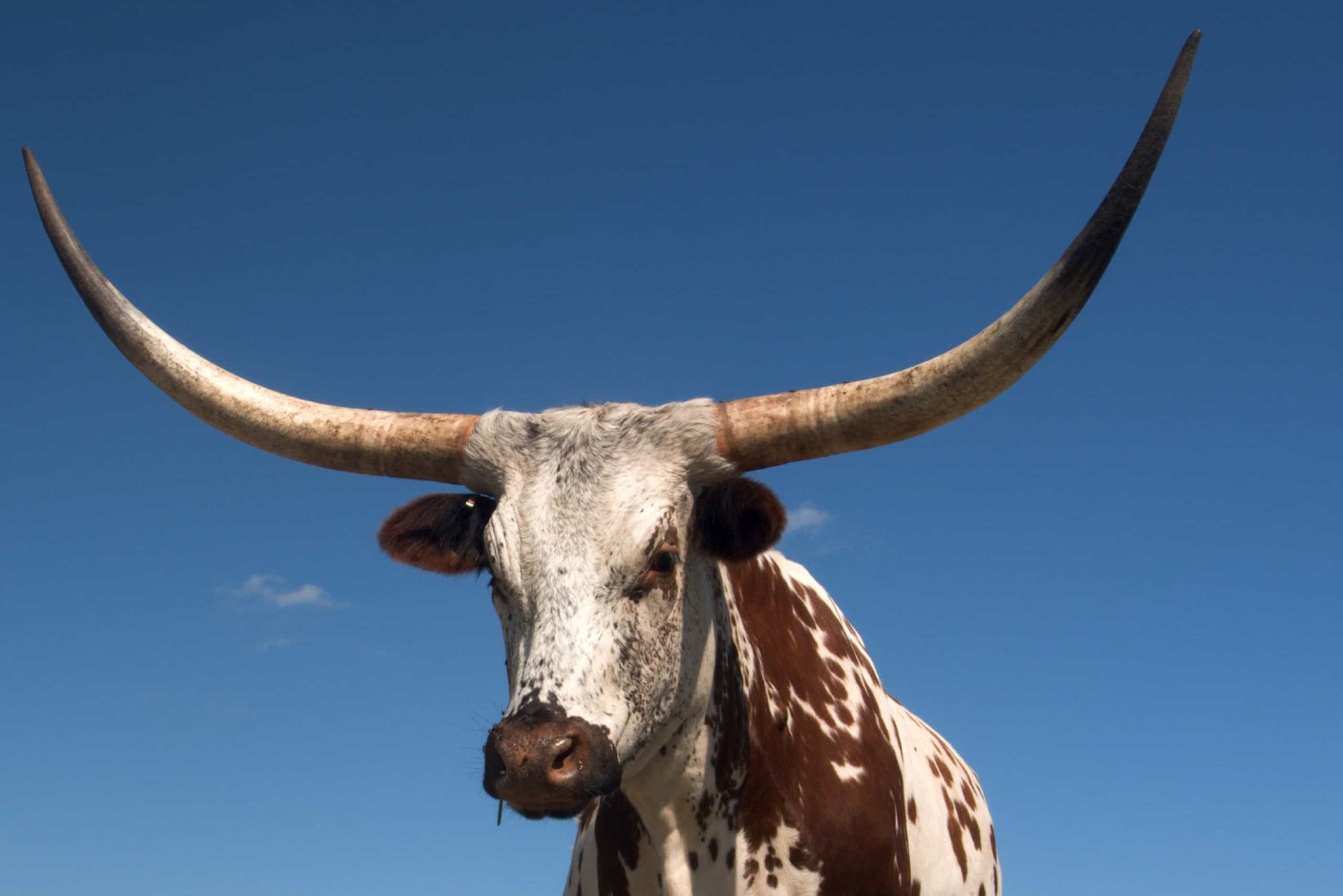 The most impressive horns and antlers in the animal kingdom
