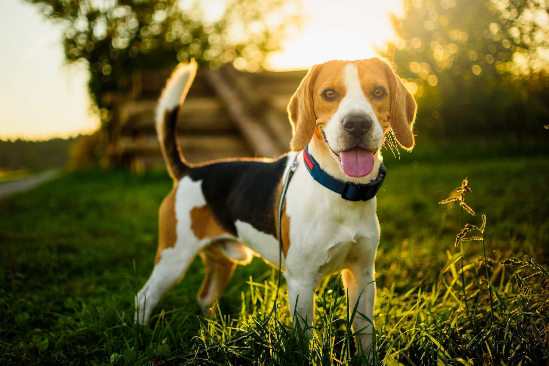 How different dog breeds rank in intelligence
