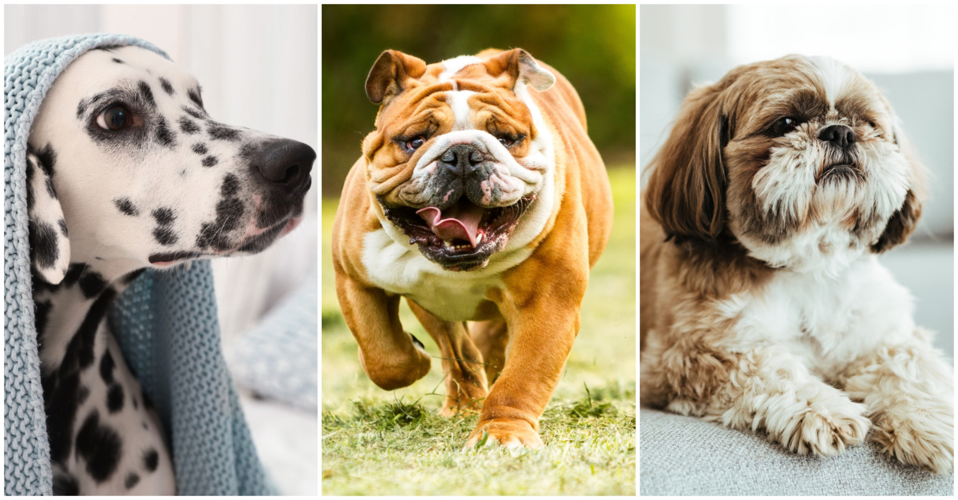 Ces races de chiens peuvent ne pas correspondre à votre style de vie