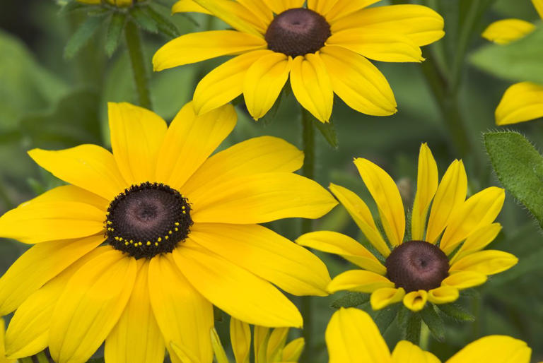 Plant these 10 flowers if you want more bees visiting your garden this ...