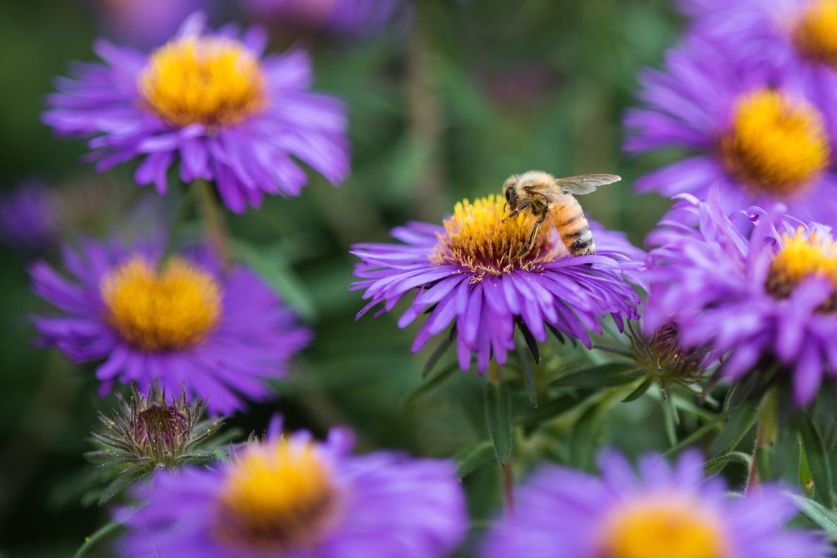 10 Bee-Friendly Flowers That'll Make Your Garden a "Pollinator Paradise"