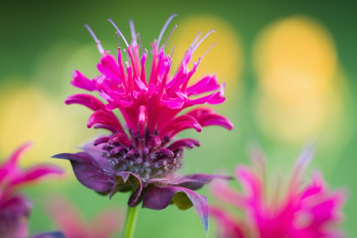 10 Bee-Friendly Flowers That'll Make Your Garden a "Pollinator Paradise"