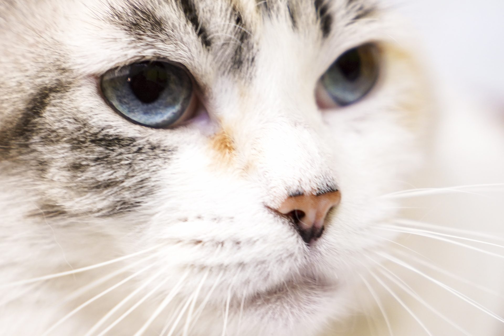 Essential things to know about cats