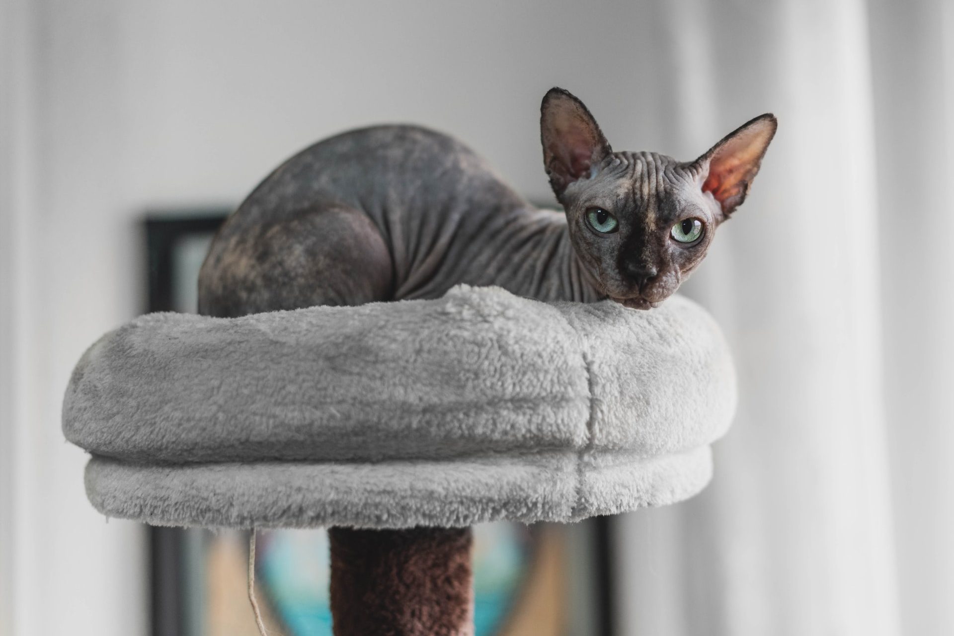 Essential things to know about cats