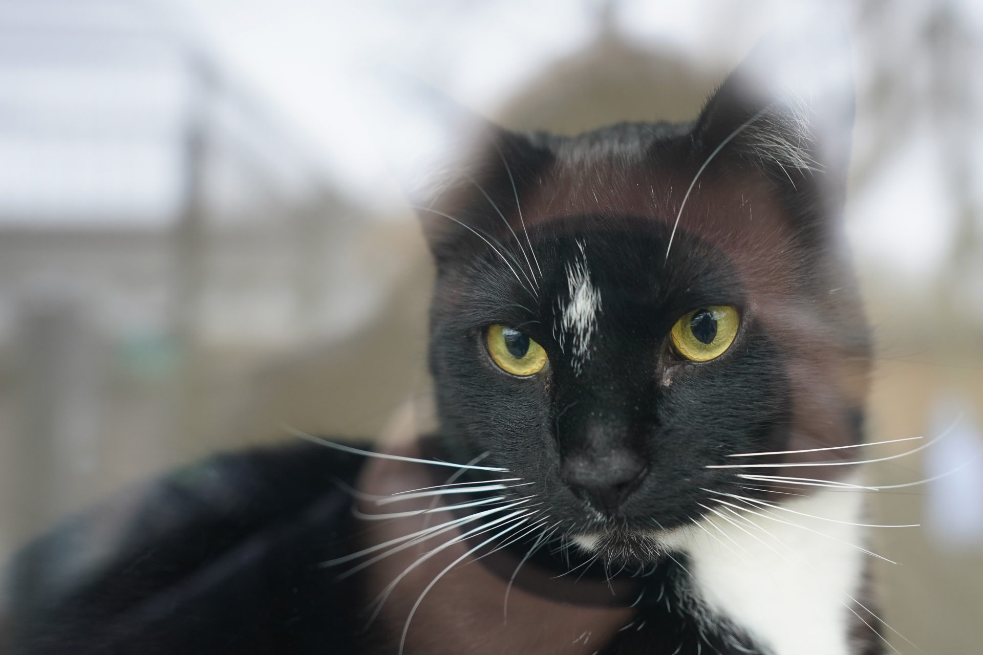 Science is closer than ever to understanding how cats purr