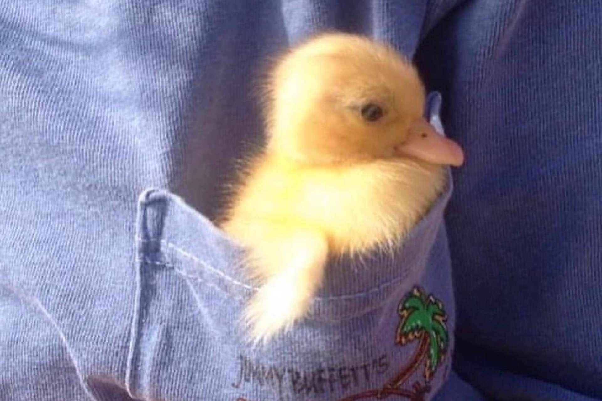 Duck pics to cheer up your day
