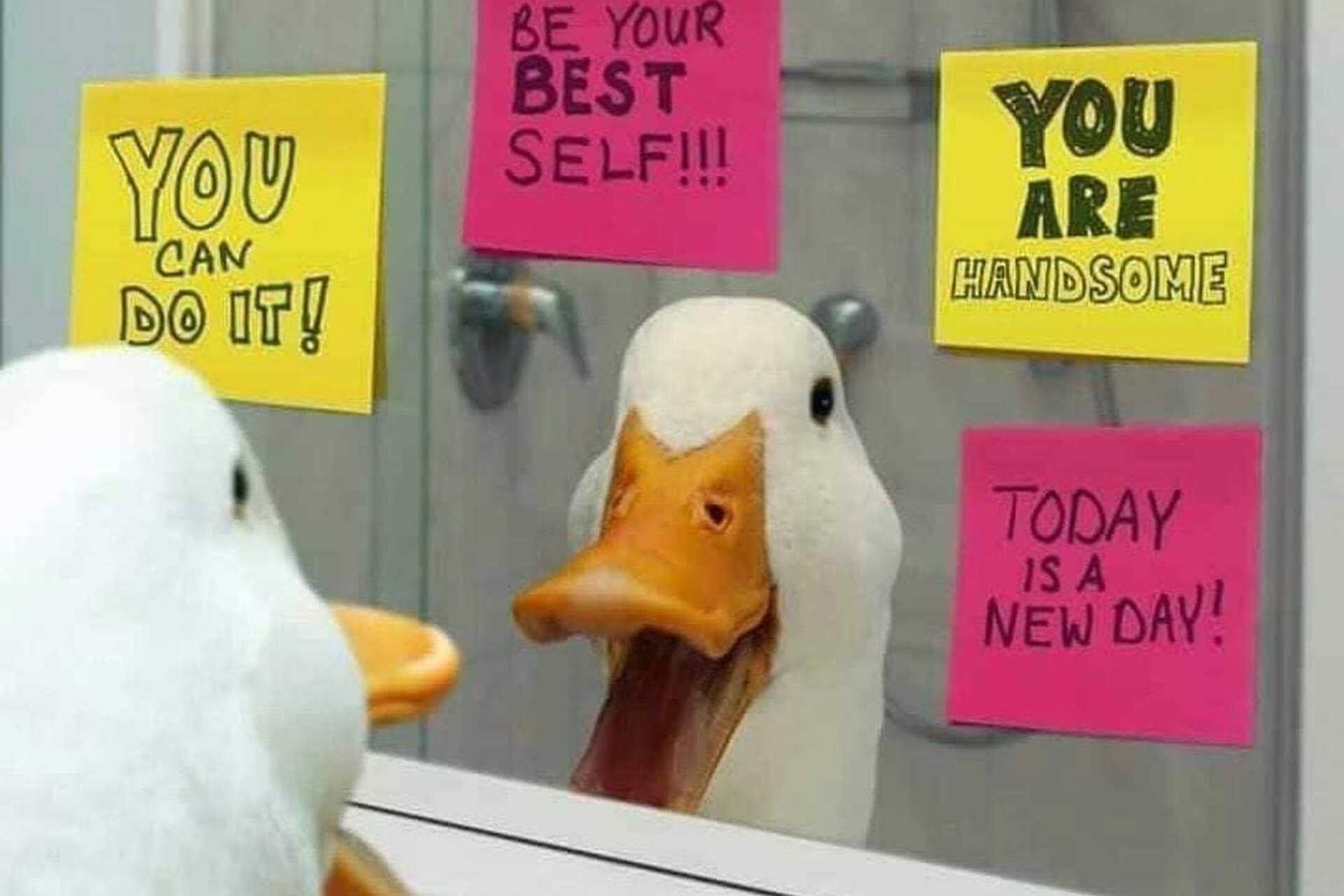 The sweetest pictures of ducks to cheer you up!