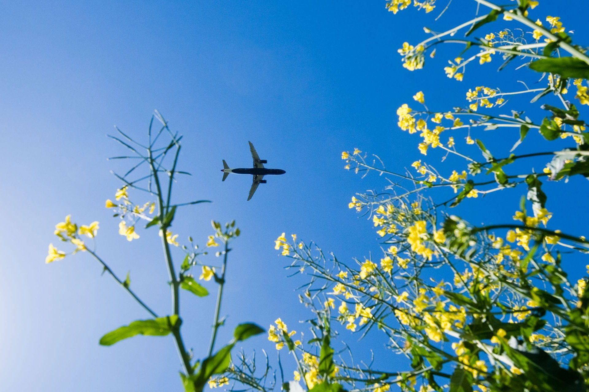 This common plant could be the future of sustainable aviation fuel