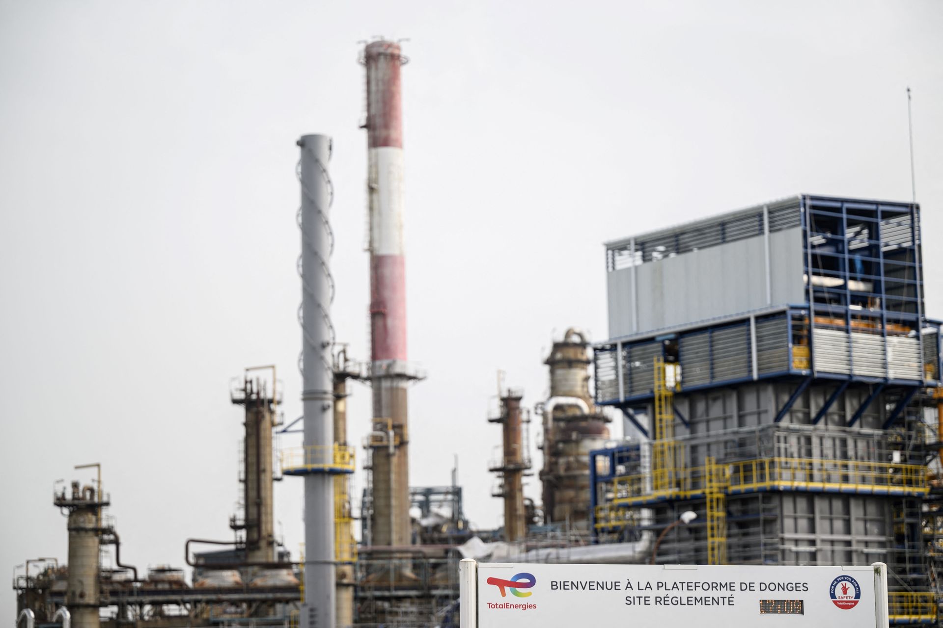 This common plant will help make aviation fuel green