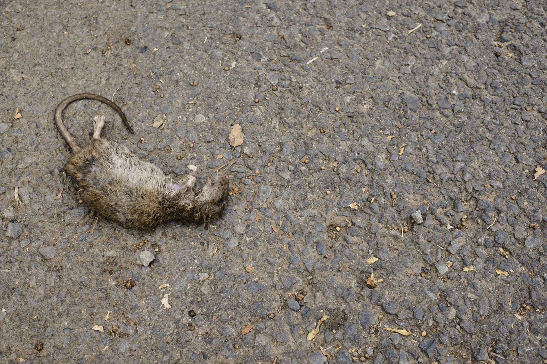 Were rats really responsible for the Black Death?