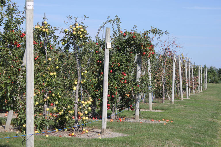 Best places to go apple-picking on the SouthCoast: Start your autumn at ...